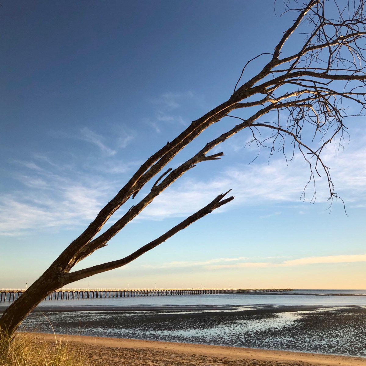 One Tree, Two Ways – And Anyways…